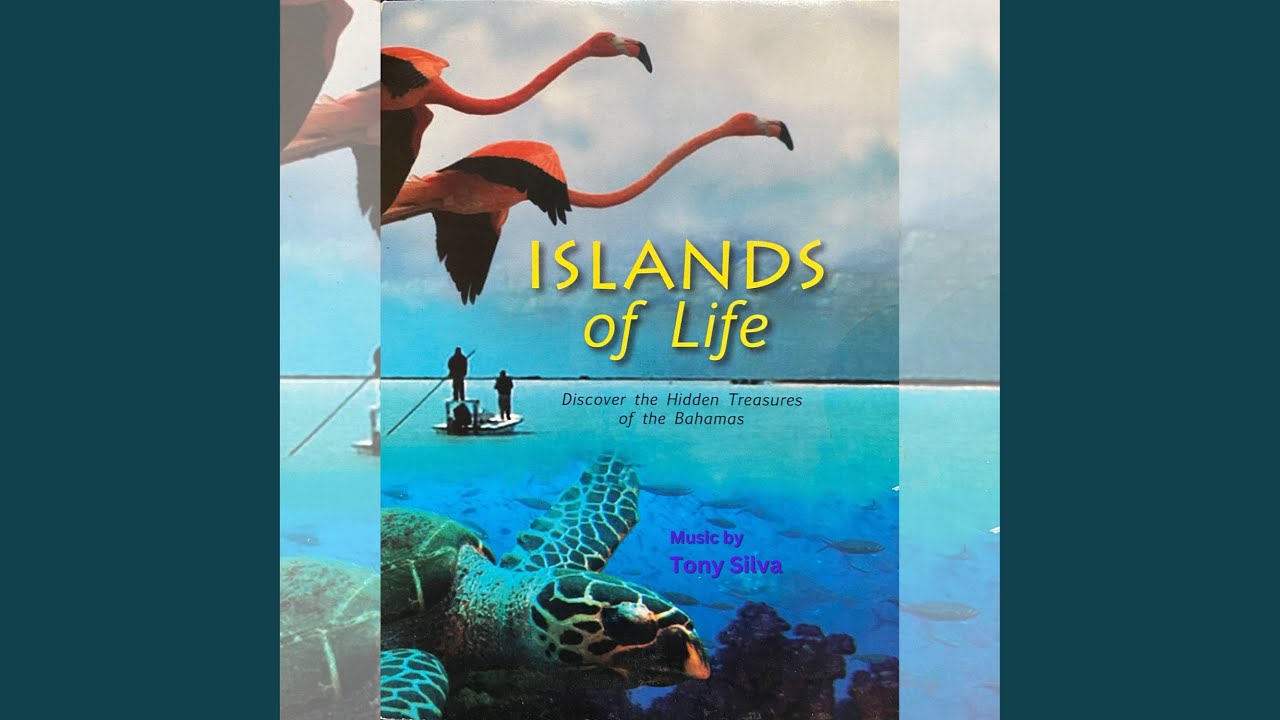 Parrot Reggae - YouTube