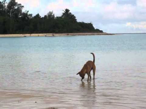 Cook islands - Rarotonga - dog tries to catch fish - YouTube