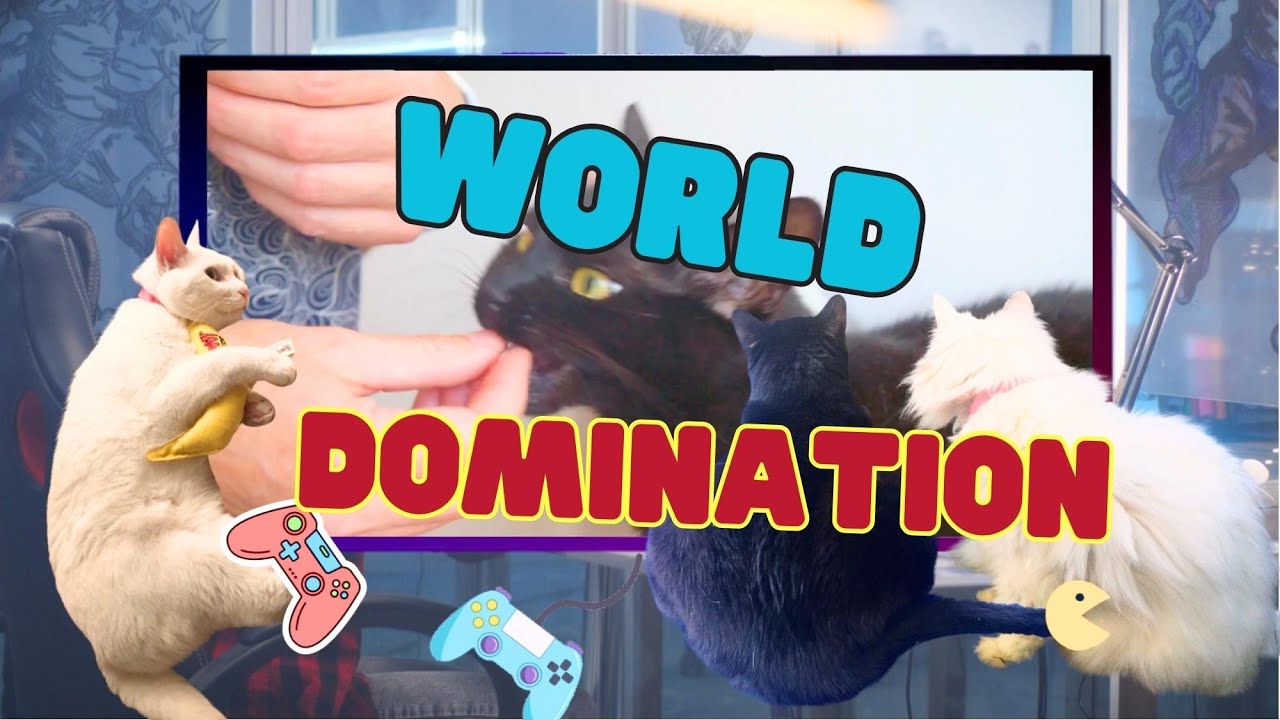10 Signs Your Cat Is Plotting to Take Over the World - YouTube