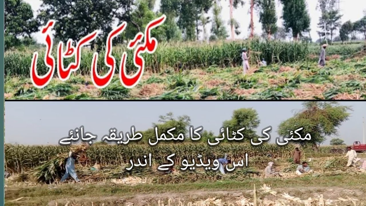 When to harvest maize, crop,makai, crop//Maize harvesting time//مکئی کی ...