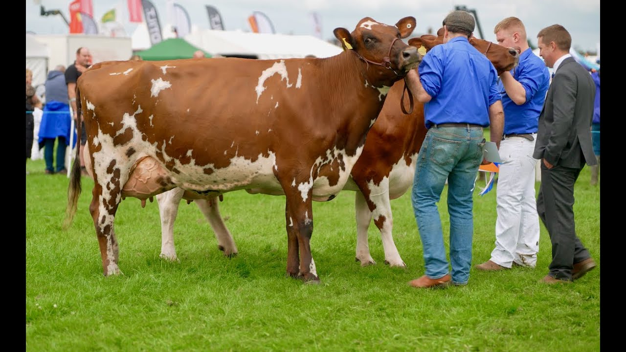 Ayrshire Championship.2023 Dumfries Show. Champion - Harperfield Irene ...