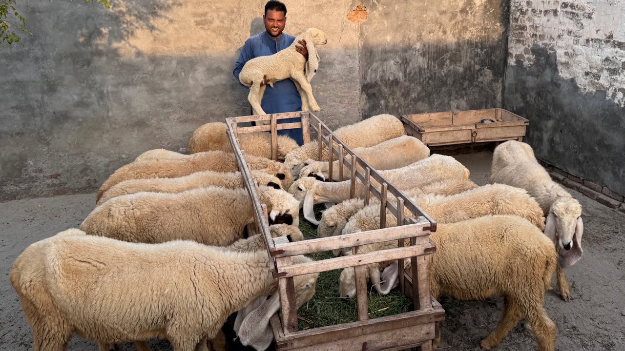 Kajli Sheep Keliye Boht Lamba Safar Kr Ke Pohnche - YouTube