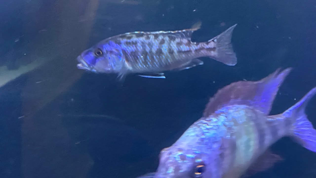 tyrannochromis nigriventer joins the predator Hap tank. Big African ...