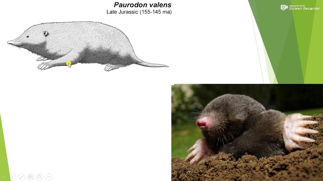 Lecture 5th, 20th april, Evolution and principles of systematics - YouTube