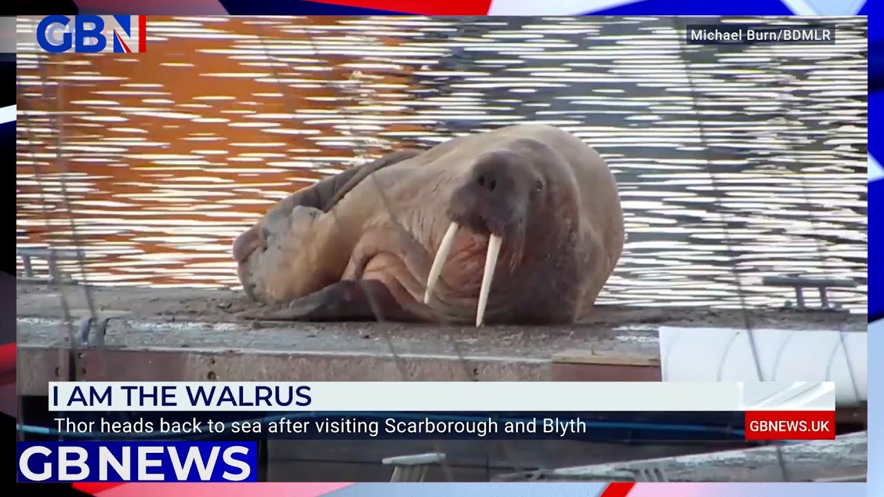 Thor the Walrus heads back to sea after his visit to Scarborough and ...