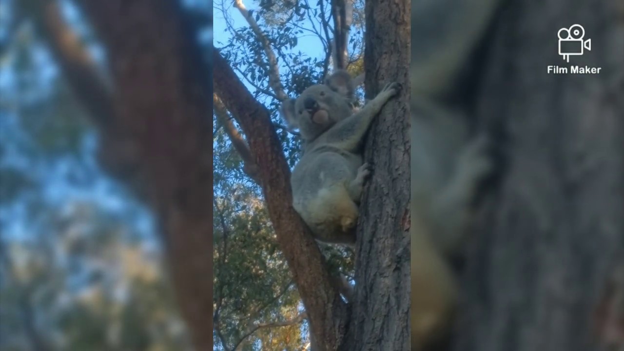 How fast can a Koala run? Amazingly so fast! - YouTube