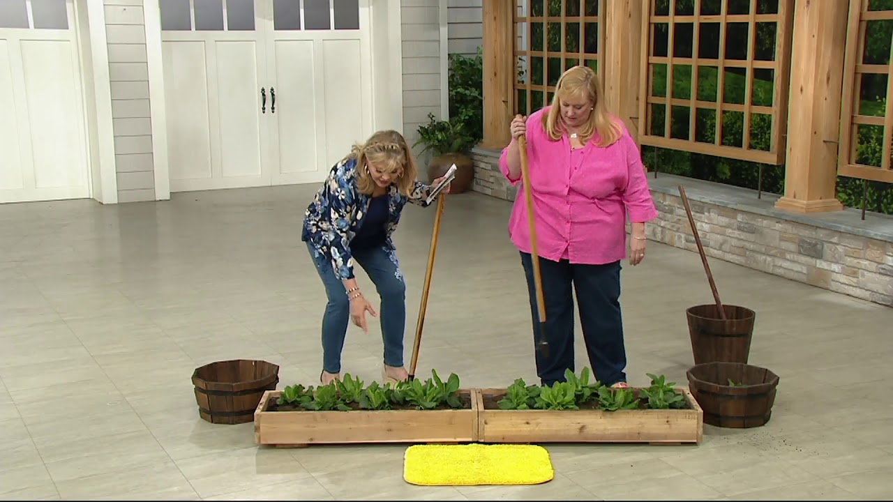 Grampa's Weeder No Bending Weed Removal Garden Tool with Strap on QVC ...