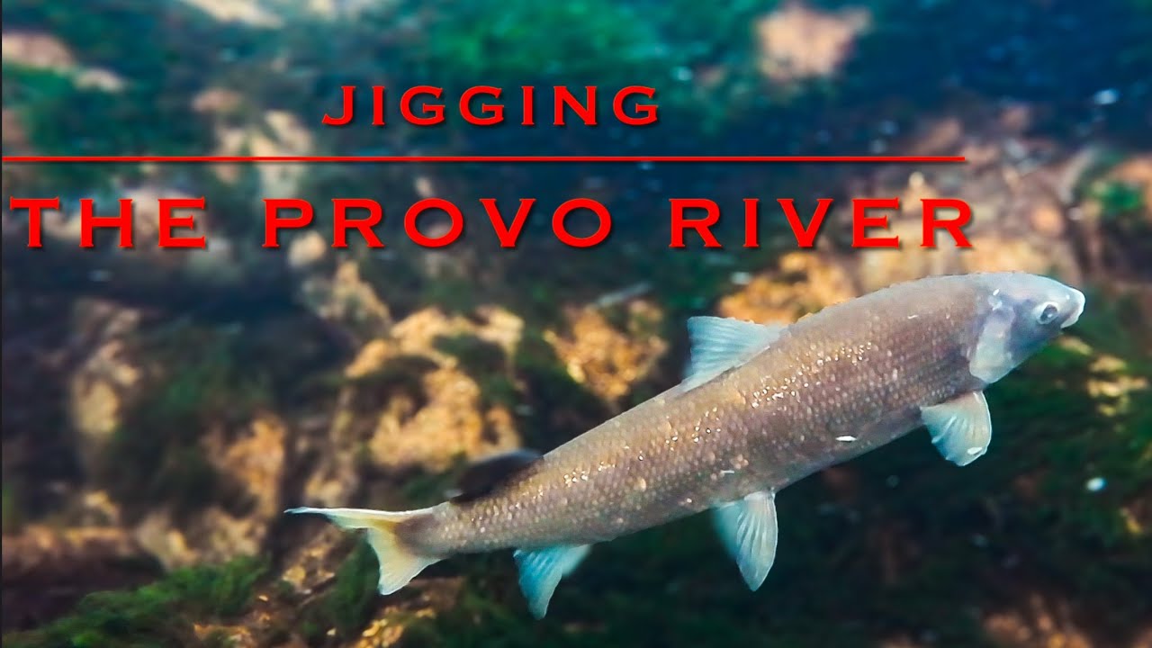 Jigging the Provo River with Utah Water Log! - YouTube