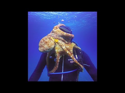 Octopus vs Diver 🫢 Watch As This Octopus Tries To Kill Diver 🫢 - YouTube