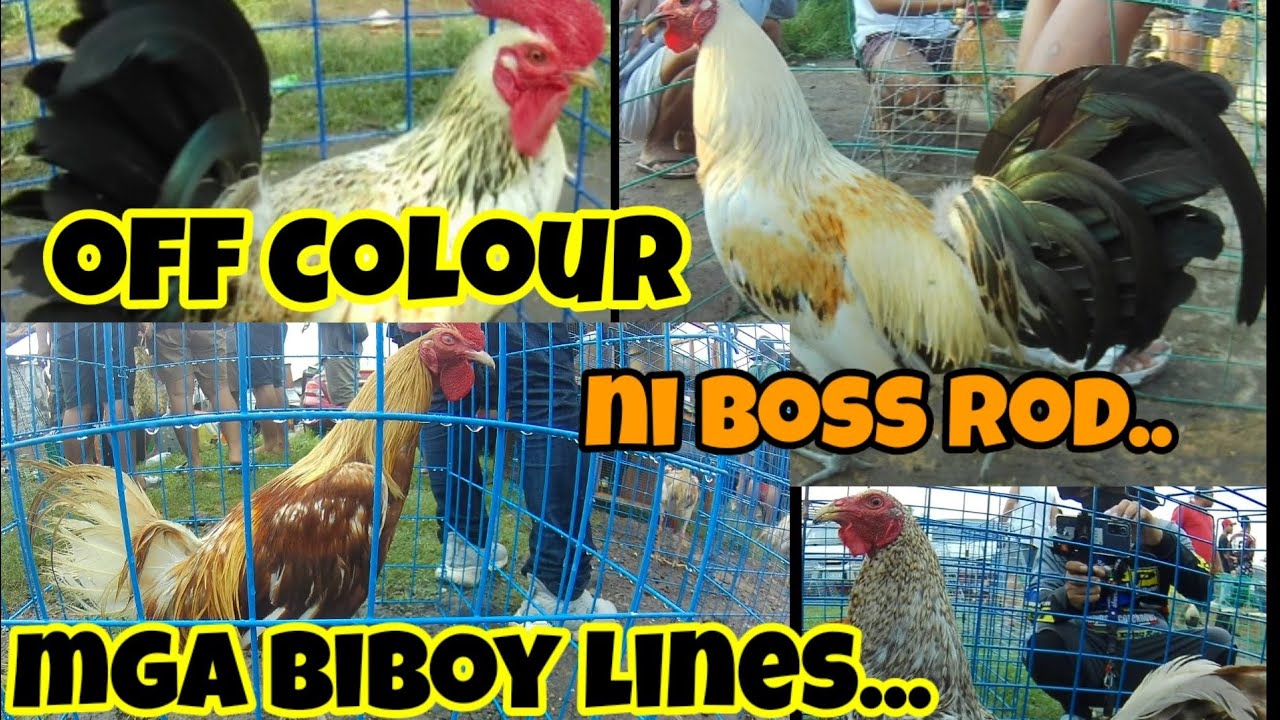 biboy enriquez line ni boss rod... - YouTube