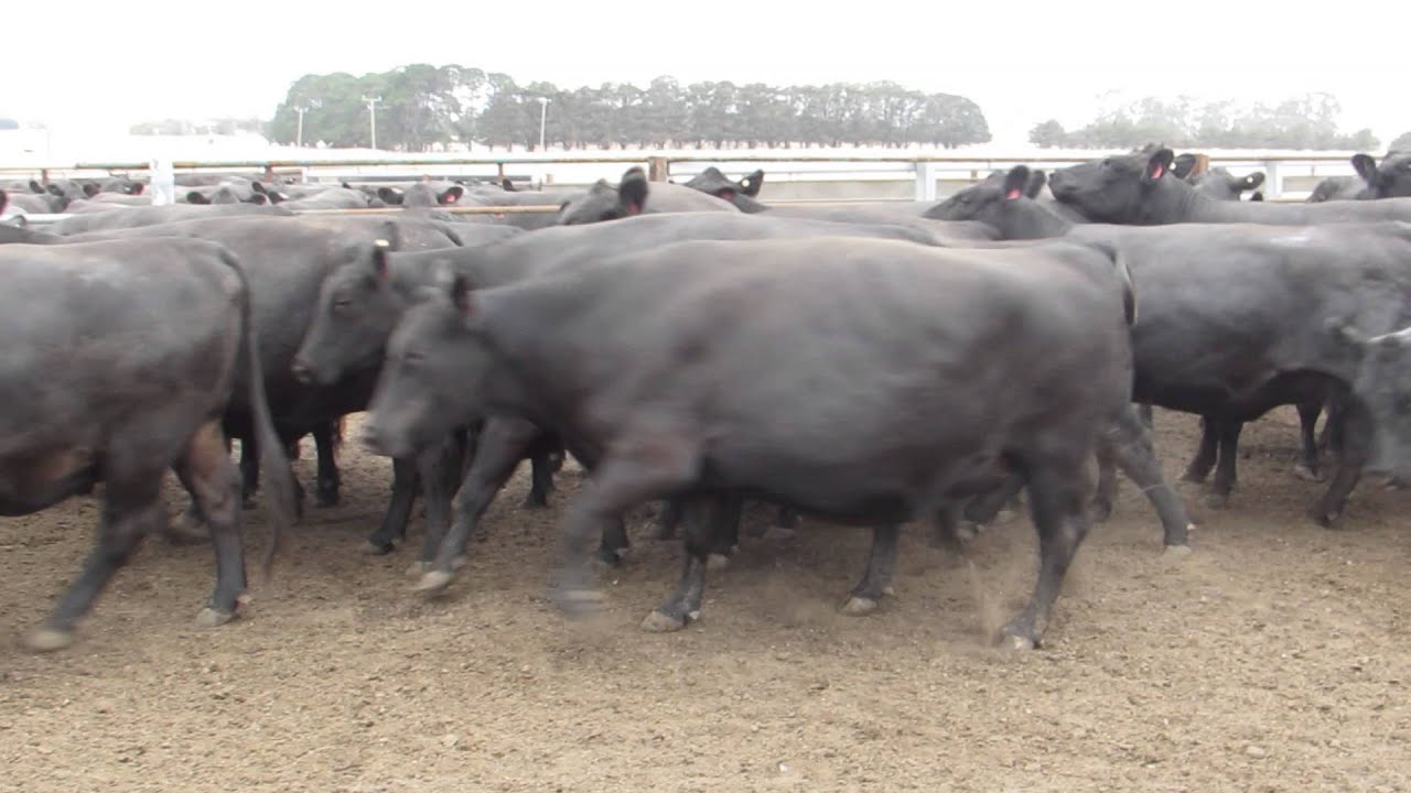 Mt Fyans 77 x 2011 Drop Cows - YouTube
