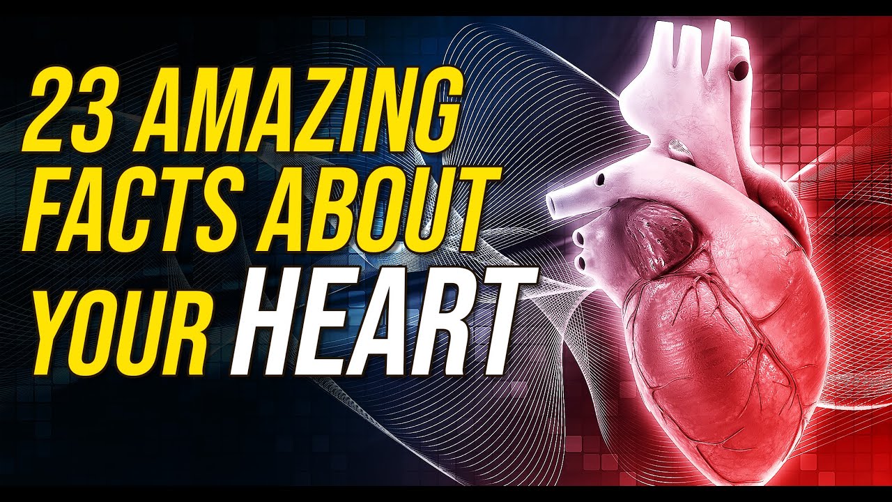 23 Amazing Facts About Your Heart - YouTube