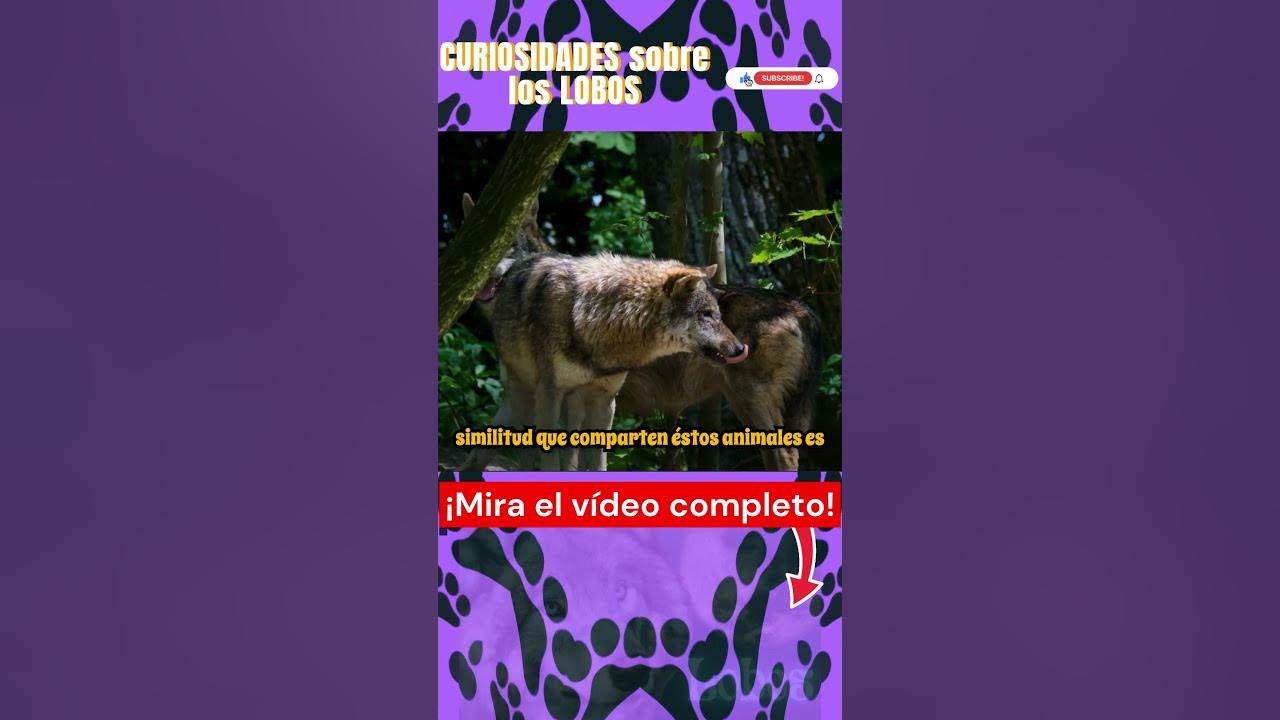 Datos curiosos sobre los lobos Parte 16 #lobo #lobos #halloween #halloween2024 #animal #animales ...