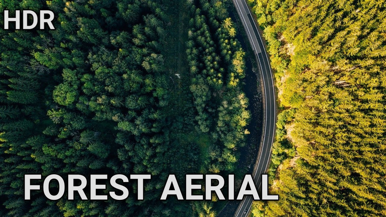Forest in 8K video ultra HD aerial view with 8D relaxing surround music ...