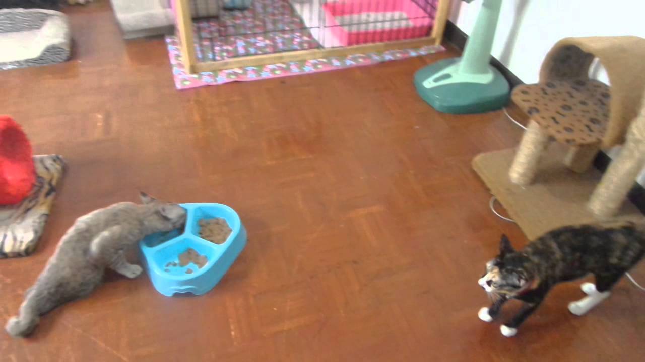 Kitten Have Fun - YouTube
