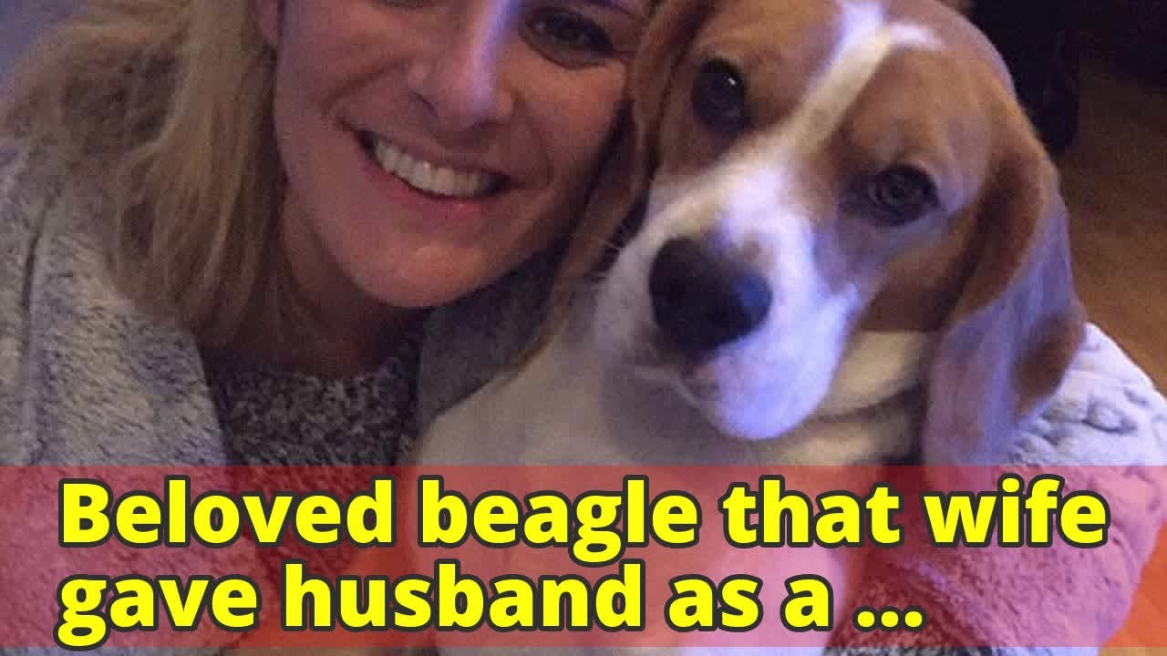 Beloved beagle that wife gave husband as a wedding gift is mauled to ...
