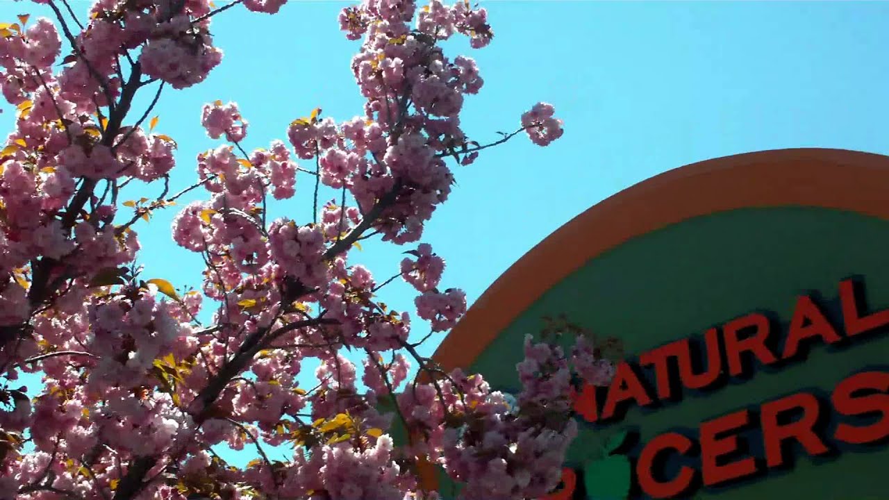 a beautiful blossomed tree in boise idaho. - YouTube