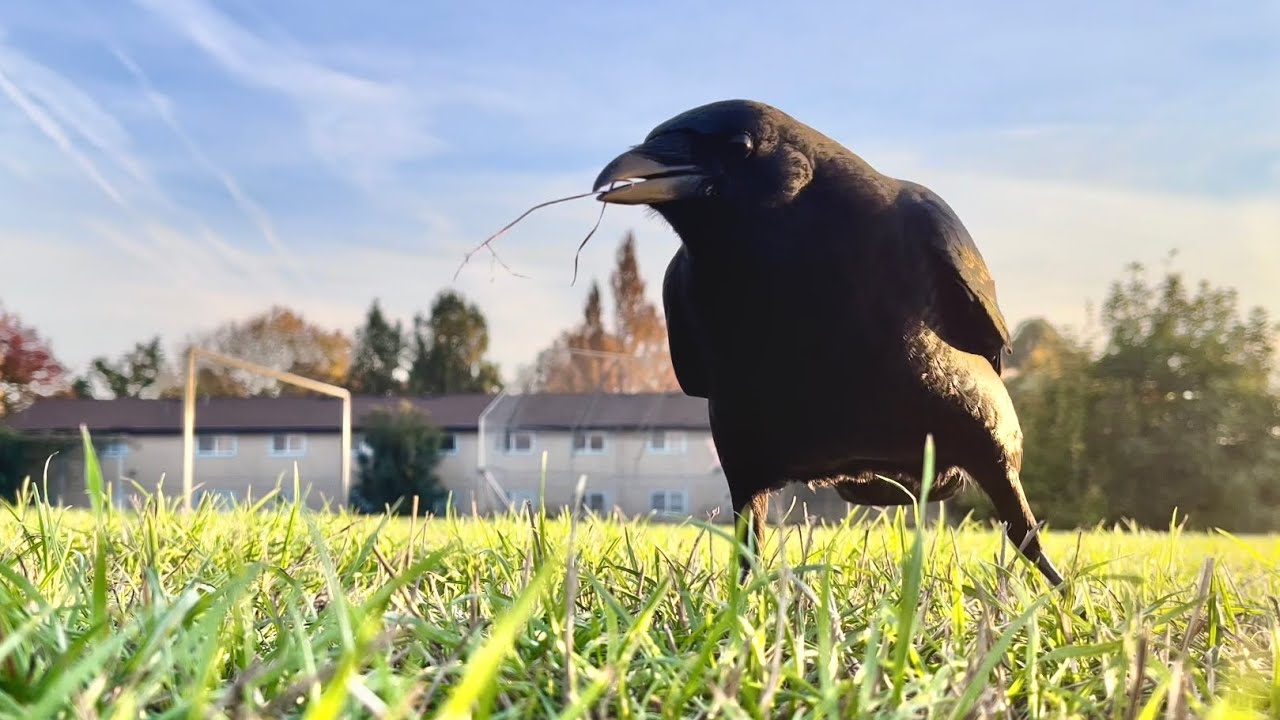 Crow Cam: Cold and Sunny - YouTube