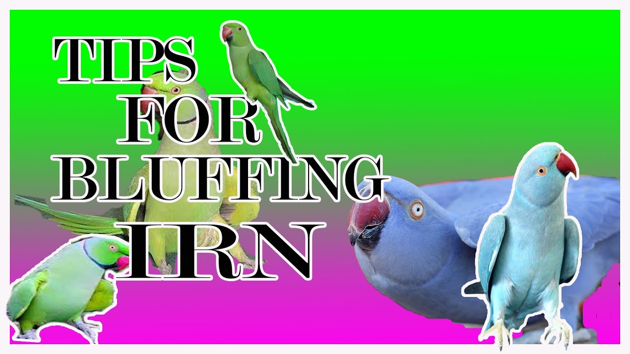 Tips For Bluffing Stage Indian Ring Neck(TAGALOG) - YouTube