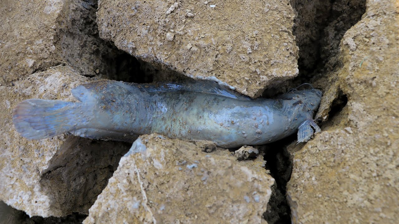 2020 Dry Season Catch N Fish In Hole Best Hand Fish in Mud on Season ...