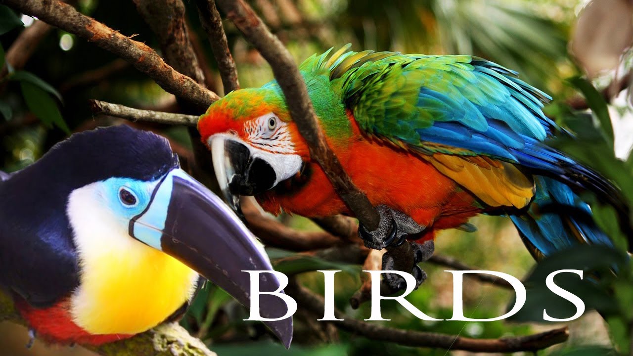 What are the most beautiful birds in the world/Colorful Birds - YouTube