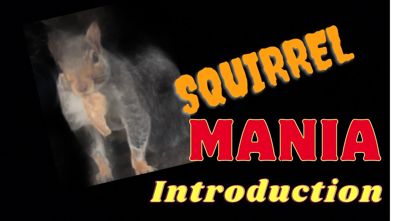 Squirrel Mania introduction #funny #subscribe - YouTube