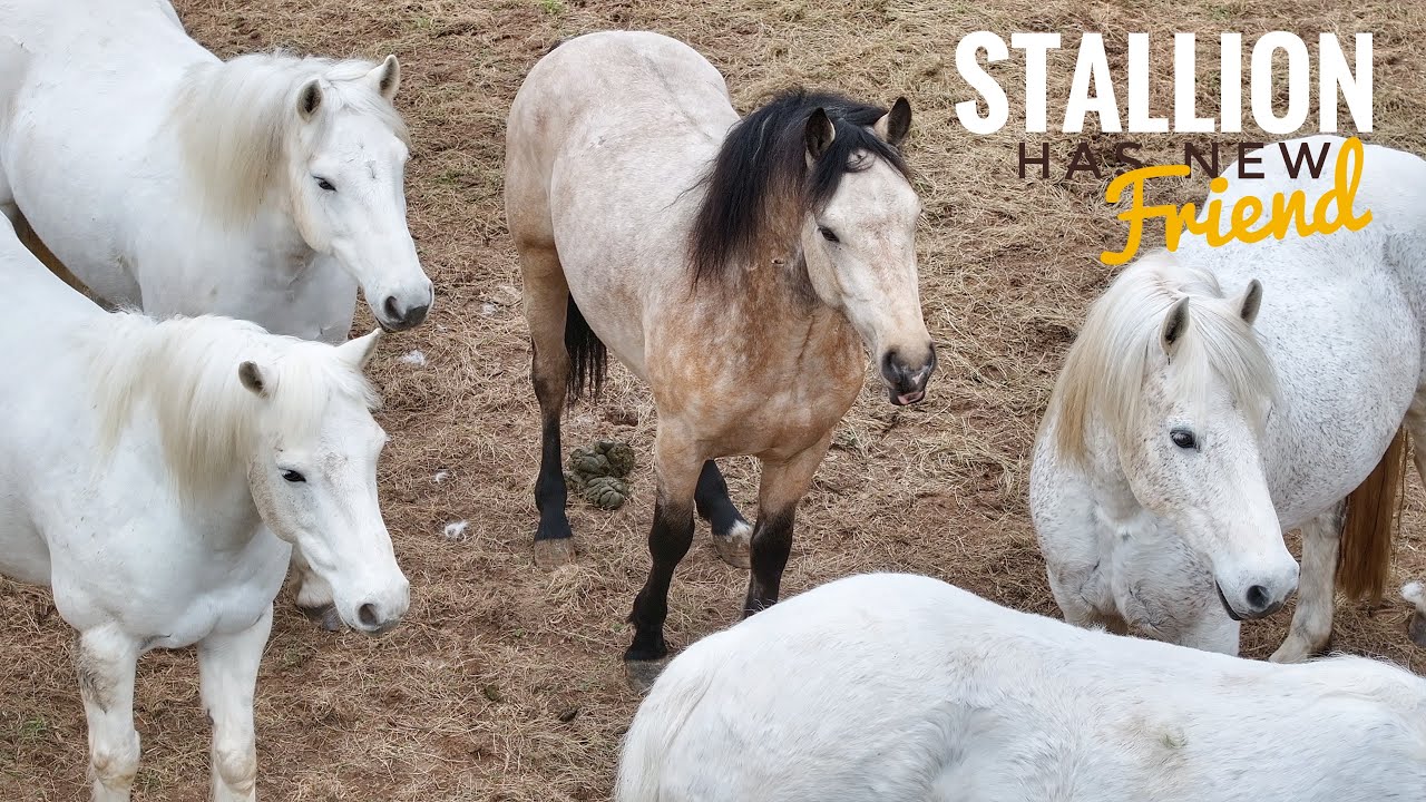 Young stallion Noah has an unlikely friend and training continues! 🐴 ...
