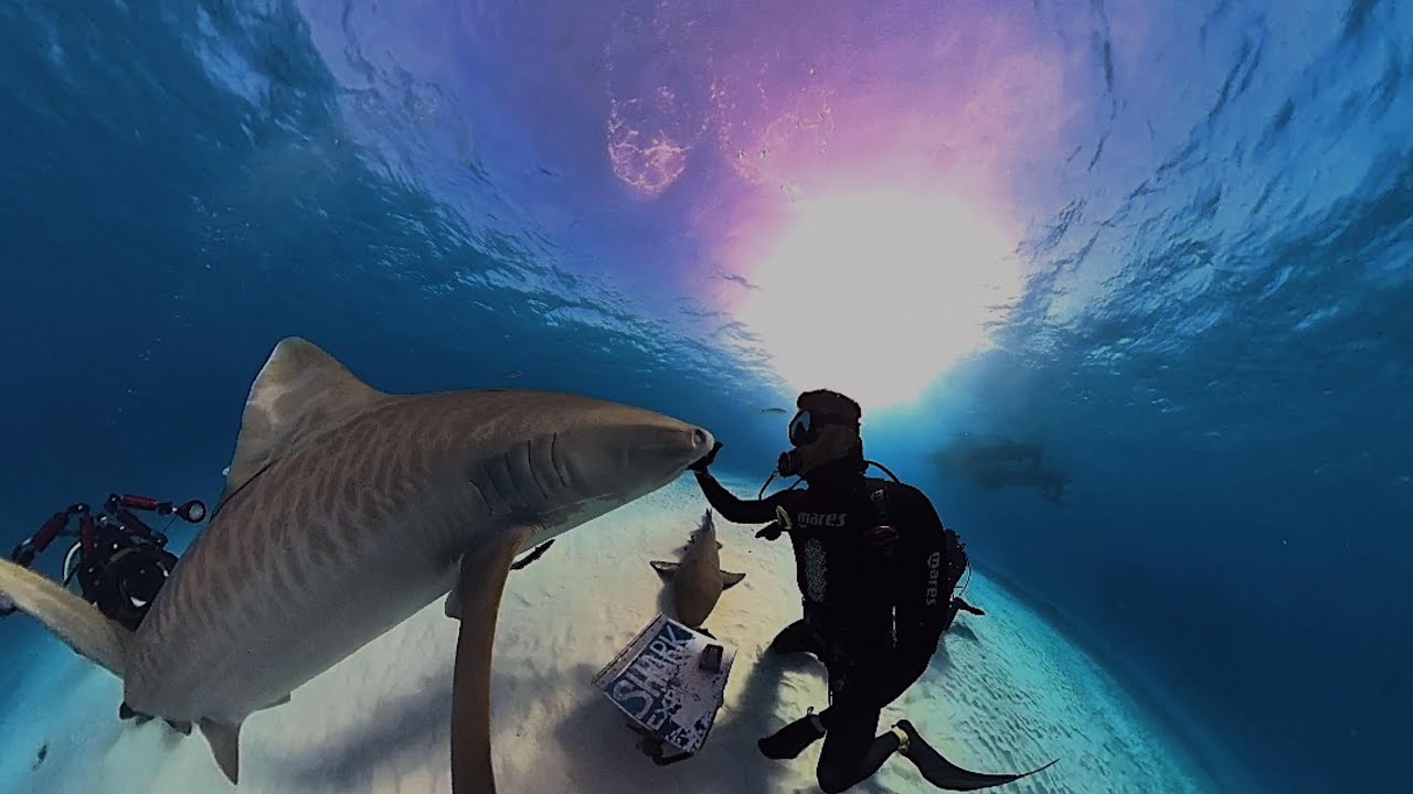 Shark Diving in the Bahamas: Up Close with Ocean’s Majestic Predators 🌊🦈 - YouTube