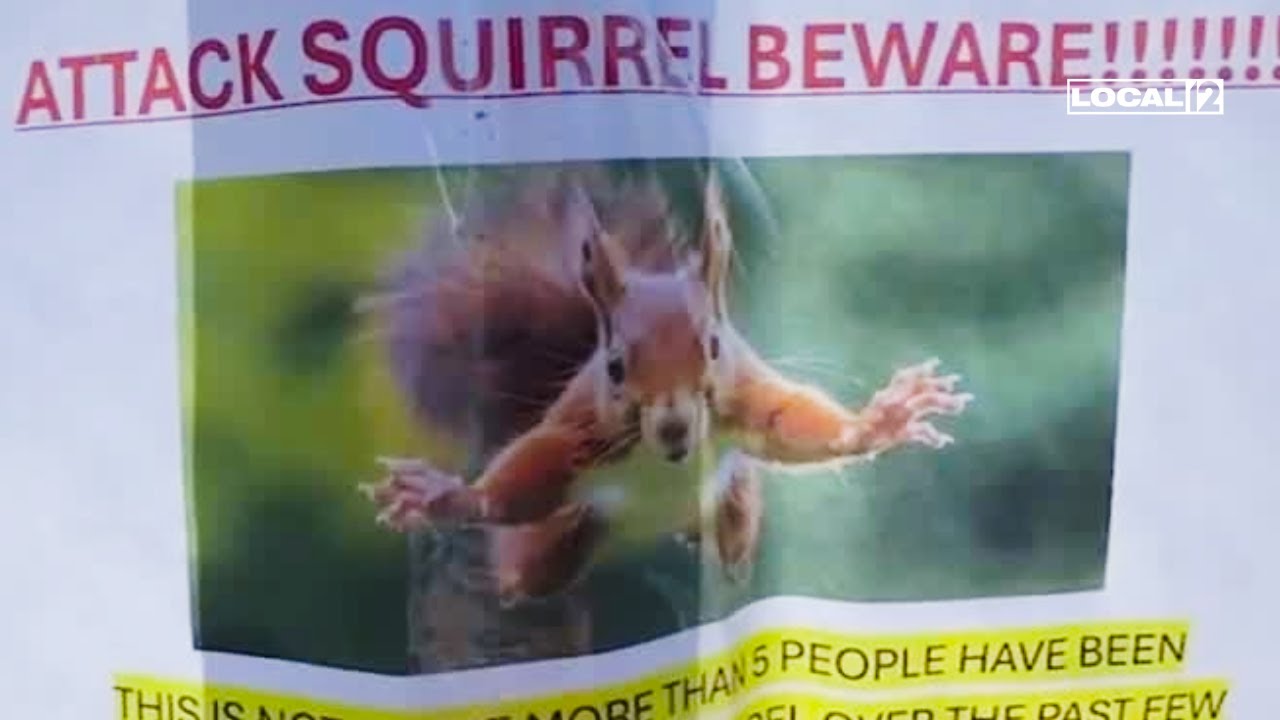 Vicious squirrel attacks sends 2 victims to the emergency room - YouTube