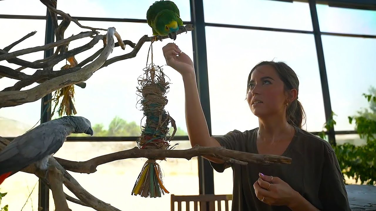 Maya ATTEMPTS to teach about the birds at Alveus - YouTube