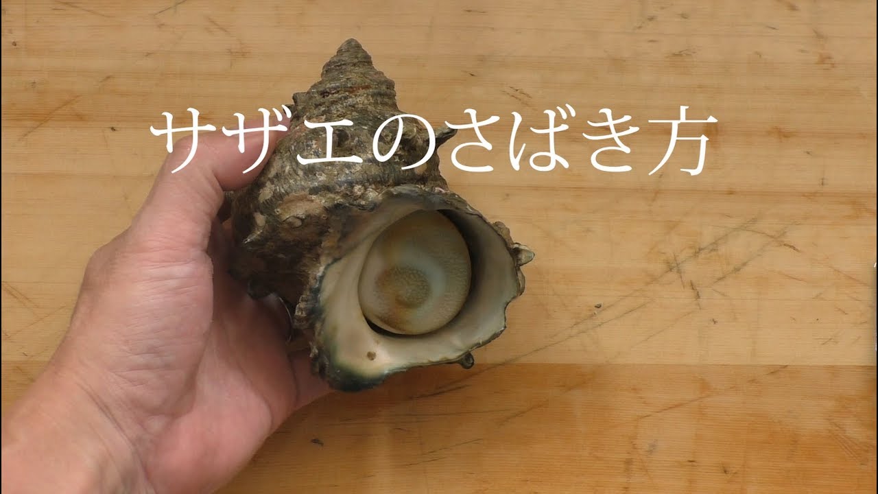 How to pull out and cut the SAZAE turban shell . サザエのさばき方 - YouTube