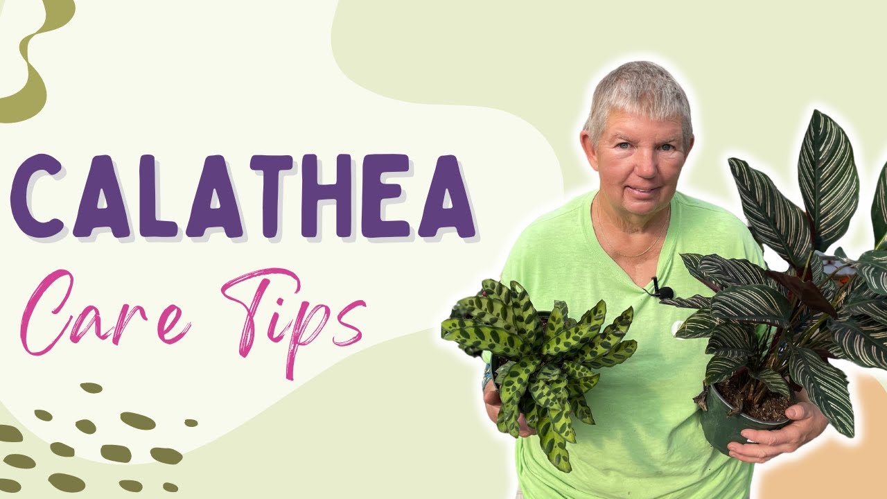 5 Calathea Plant Care Tips That Guarantees A Beautiful Plant - YouTube