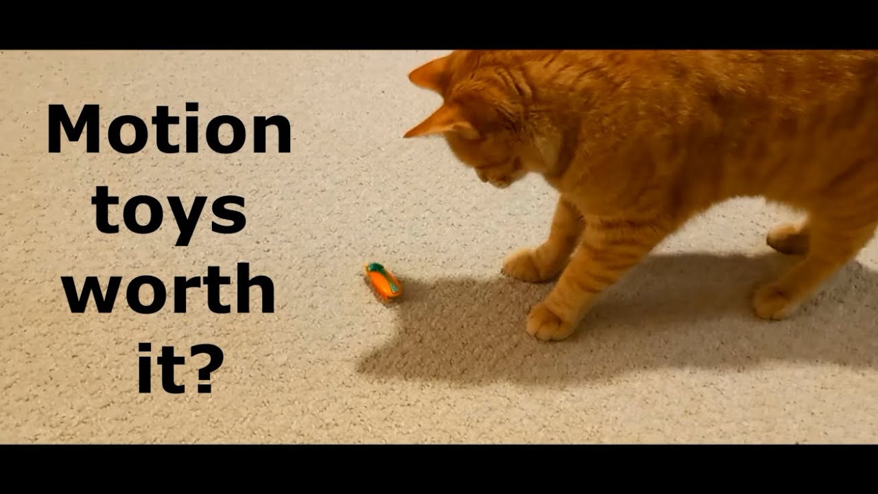 Is a motion cat toy worth buying? - Cat tested - YouTube