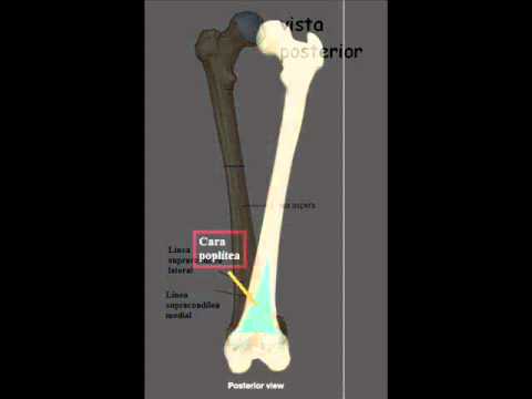 Esqueleto del Muslo - Femur - YouTube