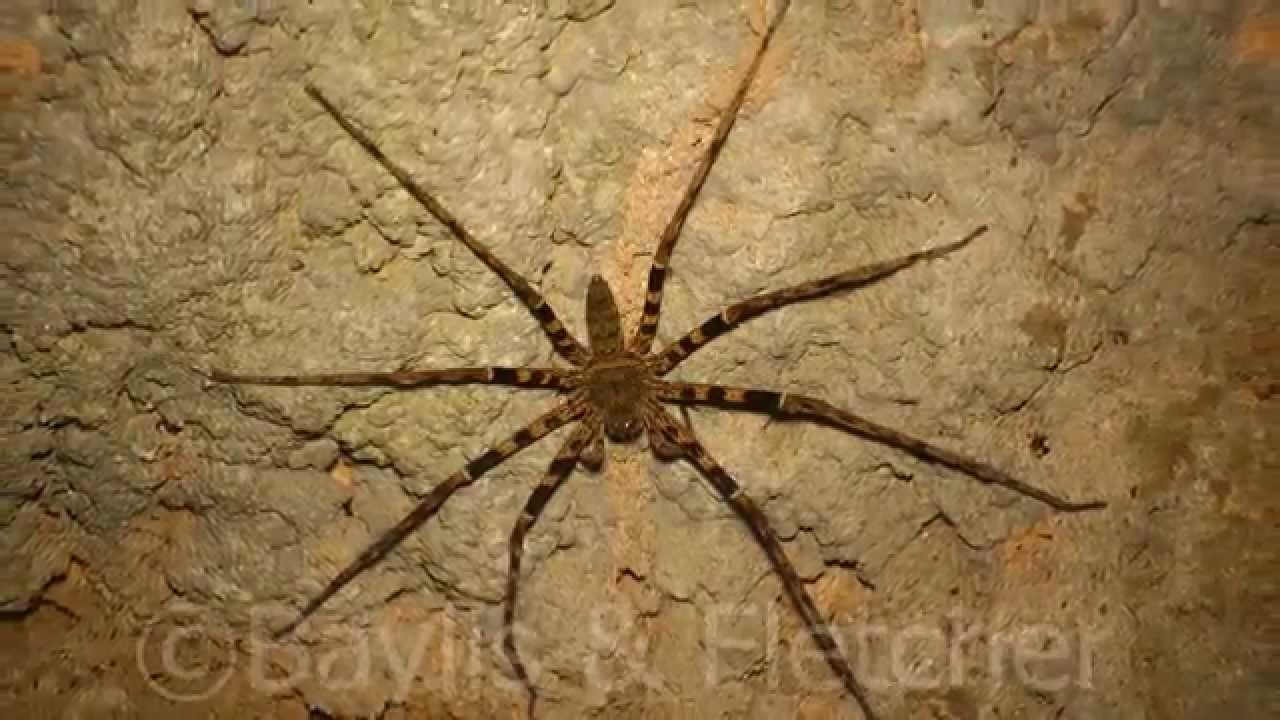 Huntsman spider, Mulu NP, Malaysia. 20140323_195038.m2ts - YouTube