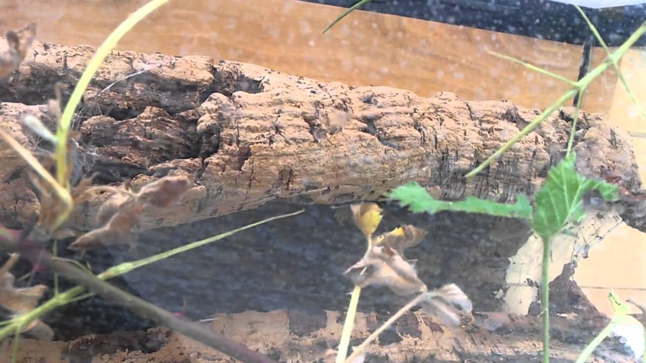 Stick insect terrarium - Can you see it? - YouTube