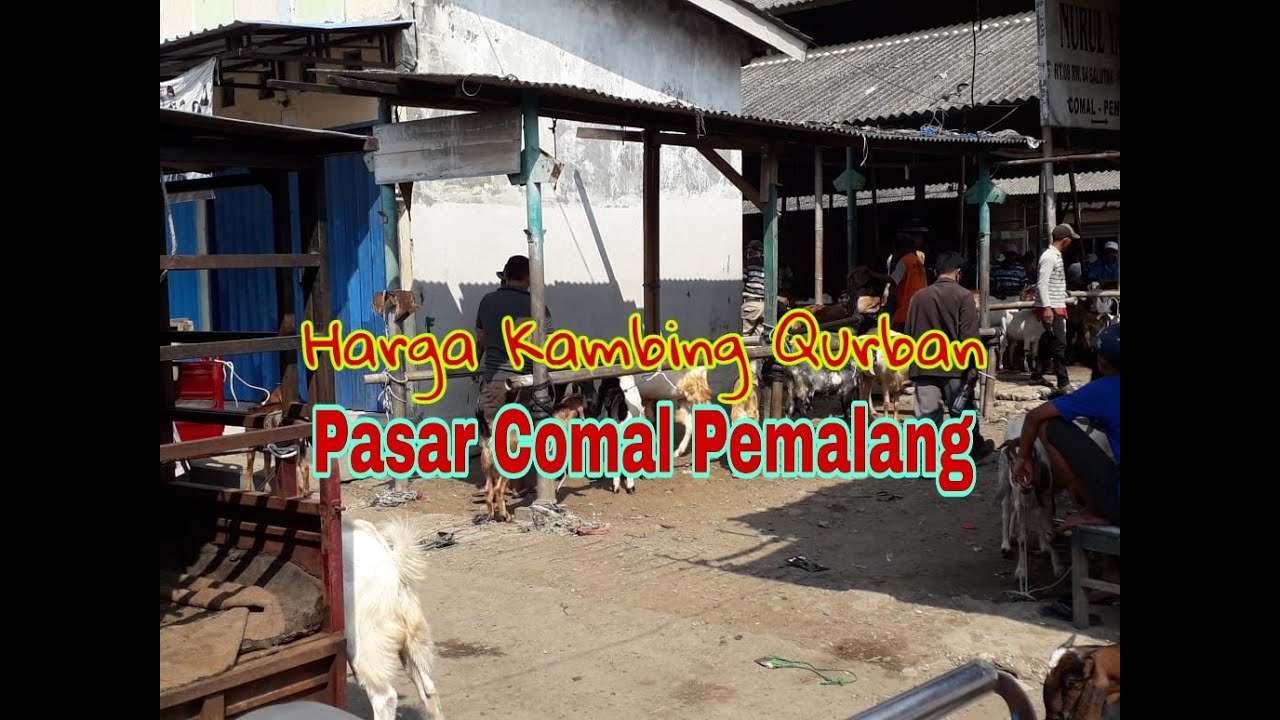 Harga Kambing Menjelang Qurban di Pasar Comal Pemalang - YouTube