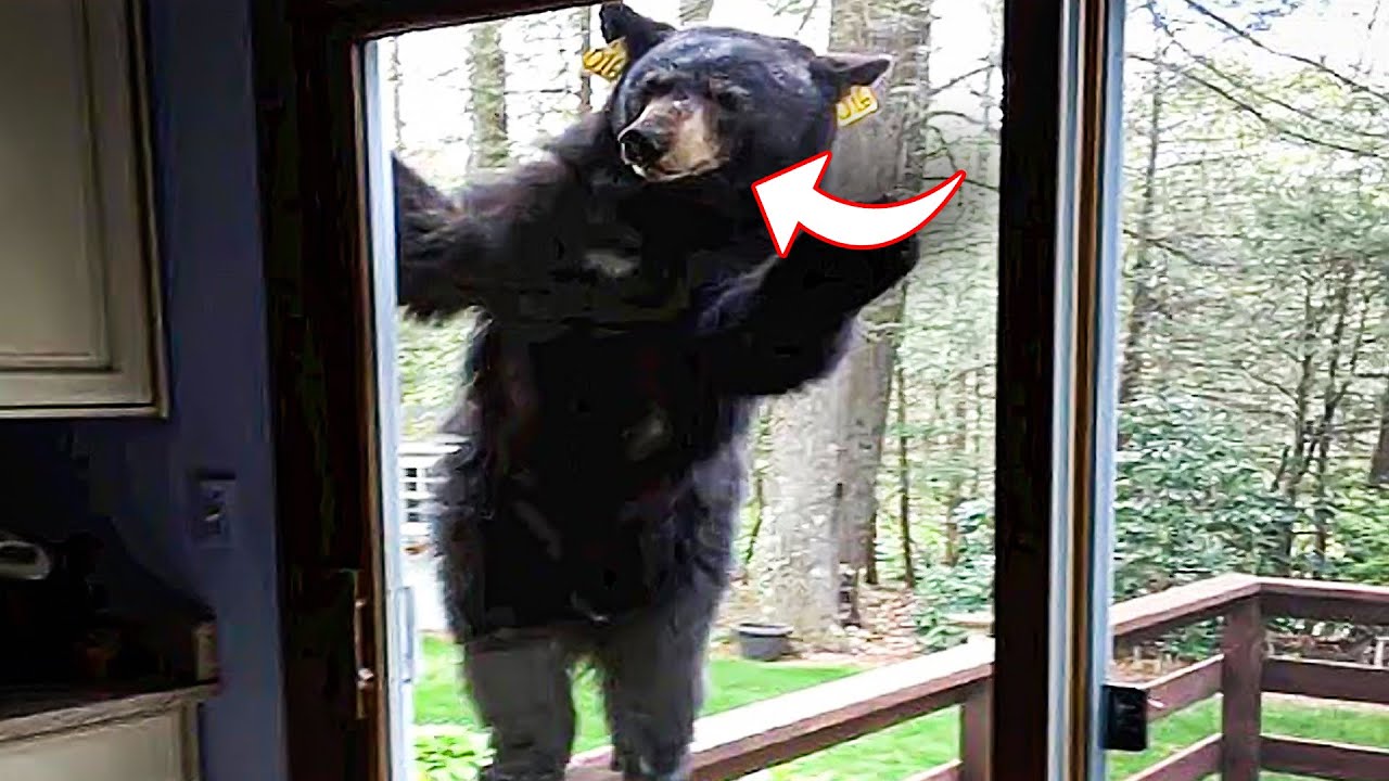 The Most TERRIFYING Bear Encounters Of All Time - YouTube