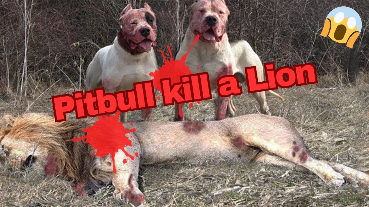 Pitbull kill a Lion (Pitbull Vs Lion) - YouTube