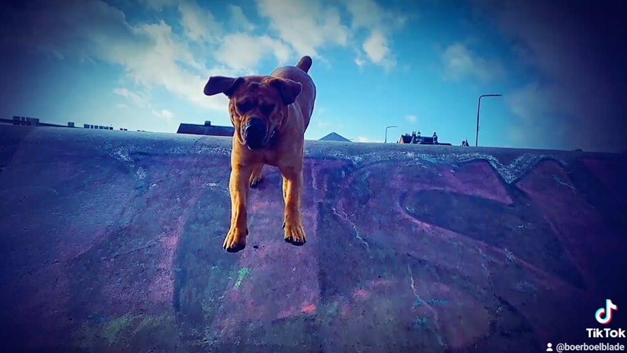 boerboel blade & Aria 293 - YouTube