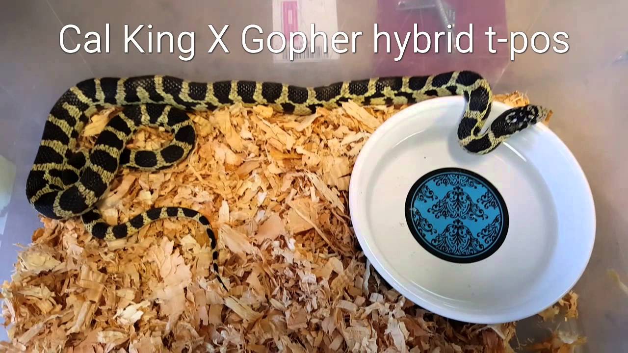 CAL KING X GOPHER HYBRID SNAKE, ESCAPED 6 MONTHS AGO RETURNED TODAY ...