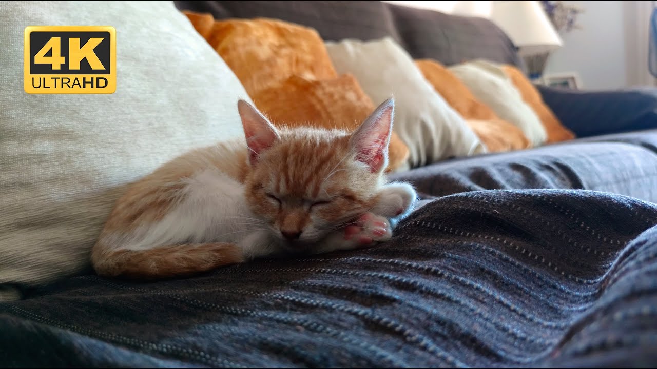 Sleeping Kitten with Purring Sounds – 3 Hours of Relaxing Cat Ambience ...