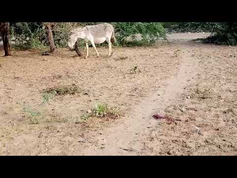 Male Donkey and Female Donkey are enjoying together #viral #donkey ...