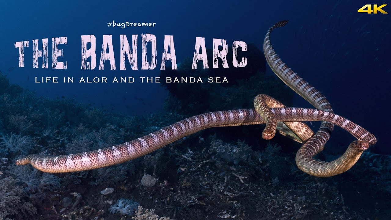 THE BANDA ARC, Scuba Diving in Alor and Banda Sea (4k) - YouTube