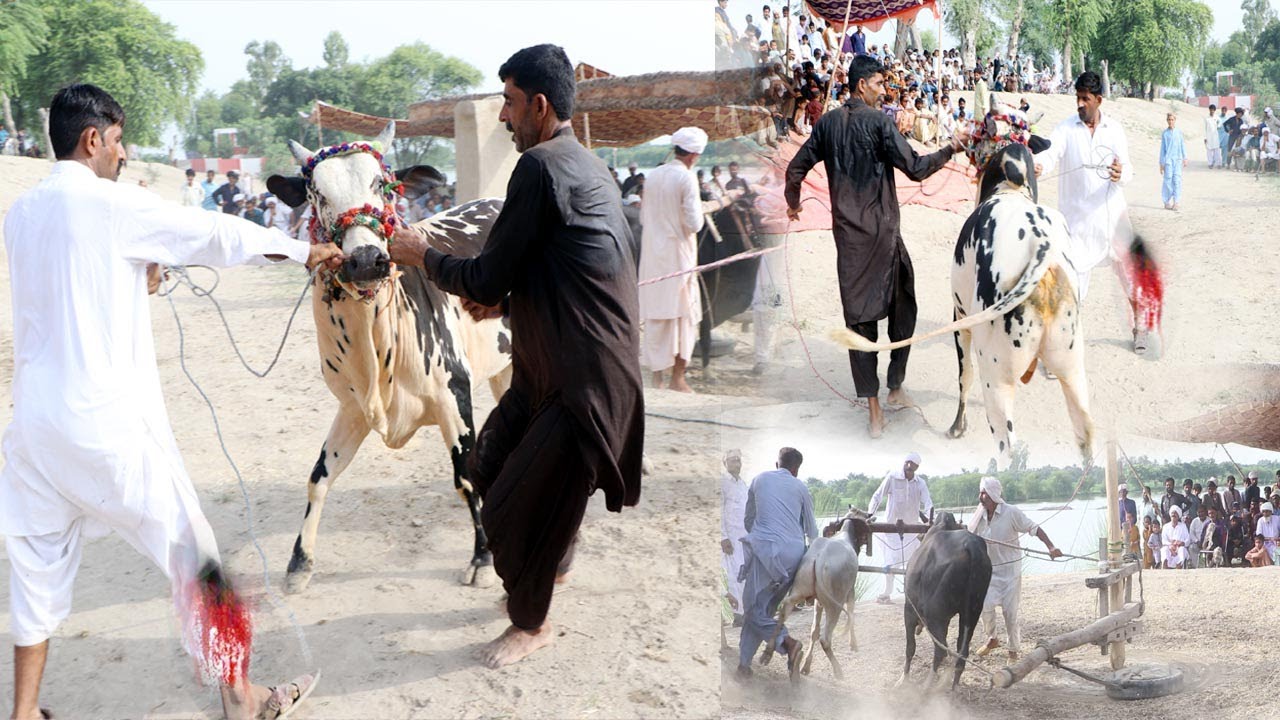 Besakhi Mela Bail Race Famous Phar Pur ka Washaqi Mela | Bail ,Dhol ...