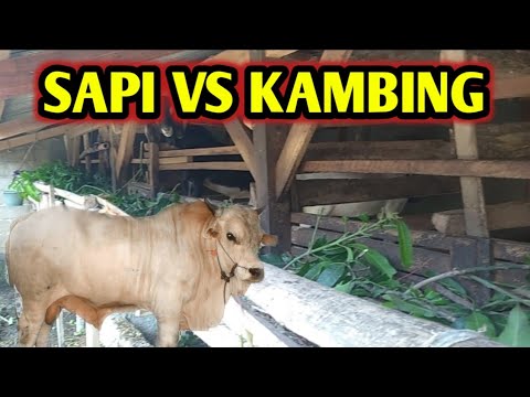 KAMBING VS SAPI, Kambing Kurus Sapi Gemuk... - YouTube