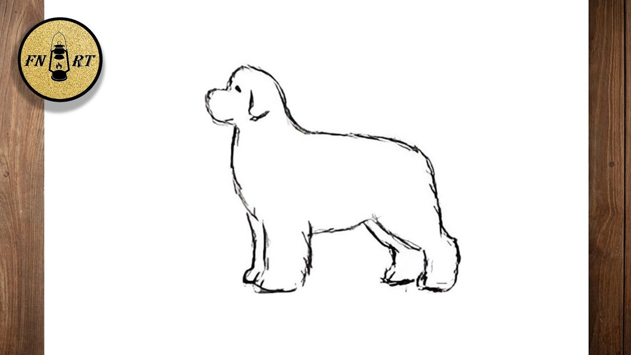 How to draw a newfoundland dog step by step - YouTube