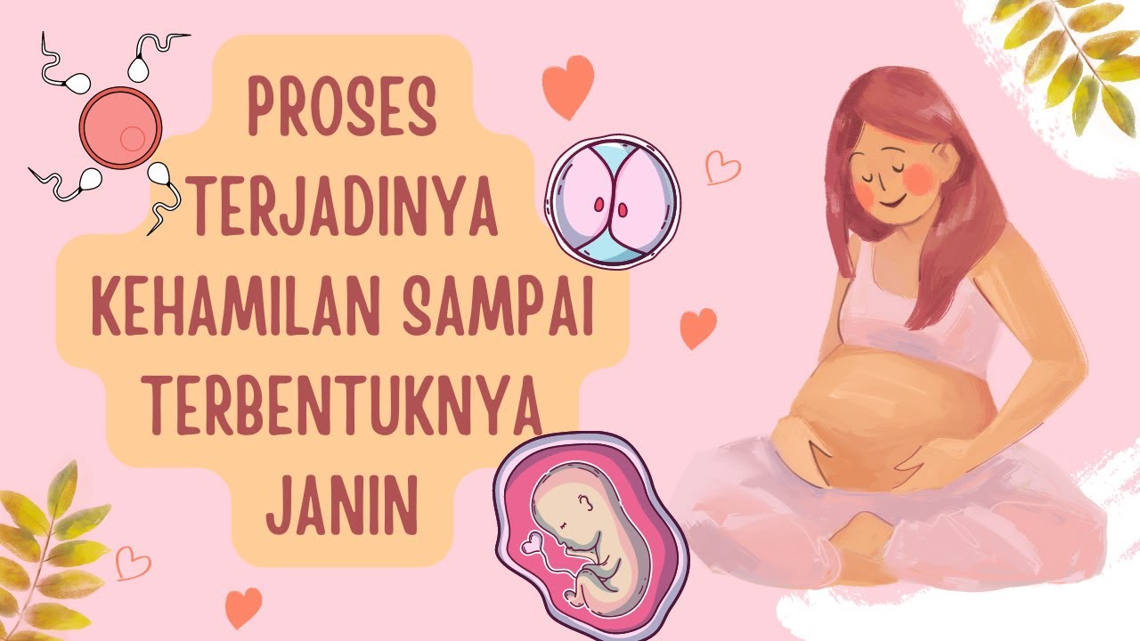 Proses terjadinya kehamilan sampai terbentuknya janin. Apakah bunda ...