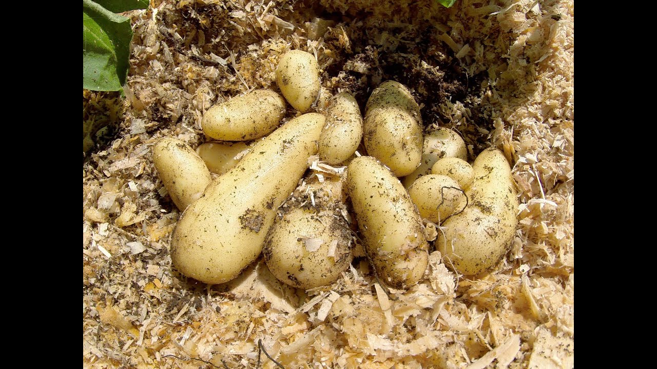 GARDEN IN MID JULY & FIRST POTATOES - YouTube