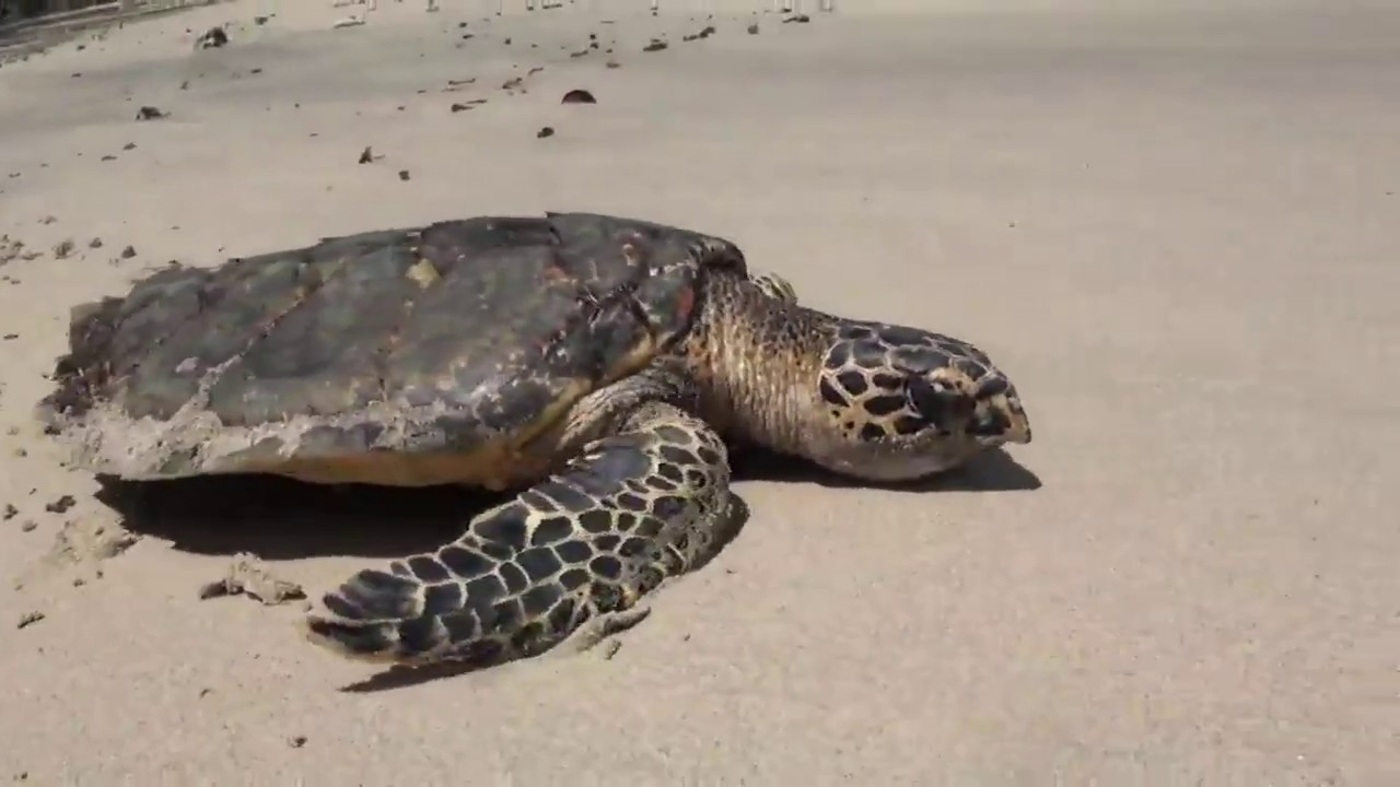 Mares Diving Center - YouTube